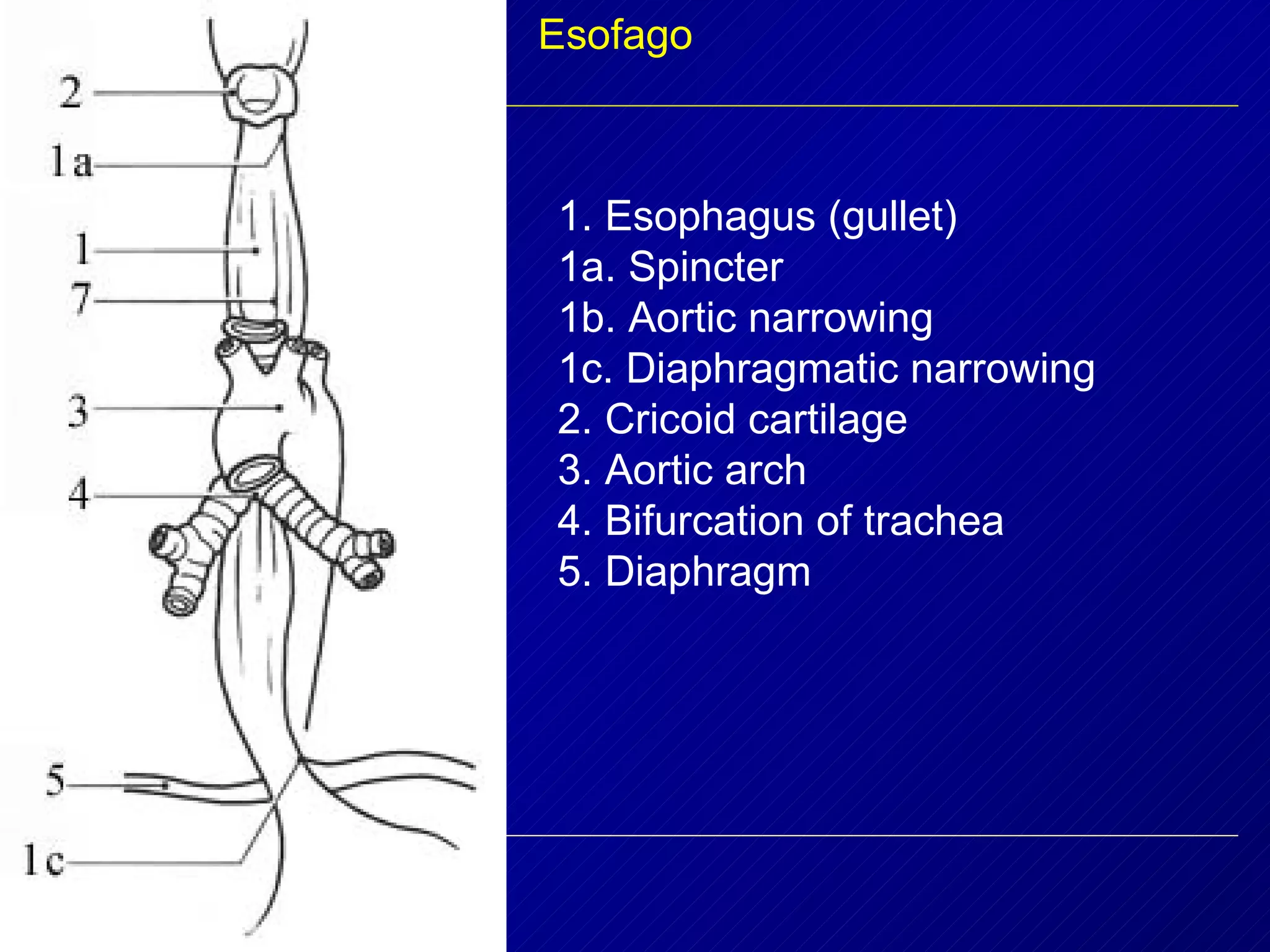 Esofago Generalità | PPT