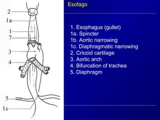 Esofago Generalità | PPT