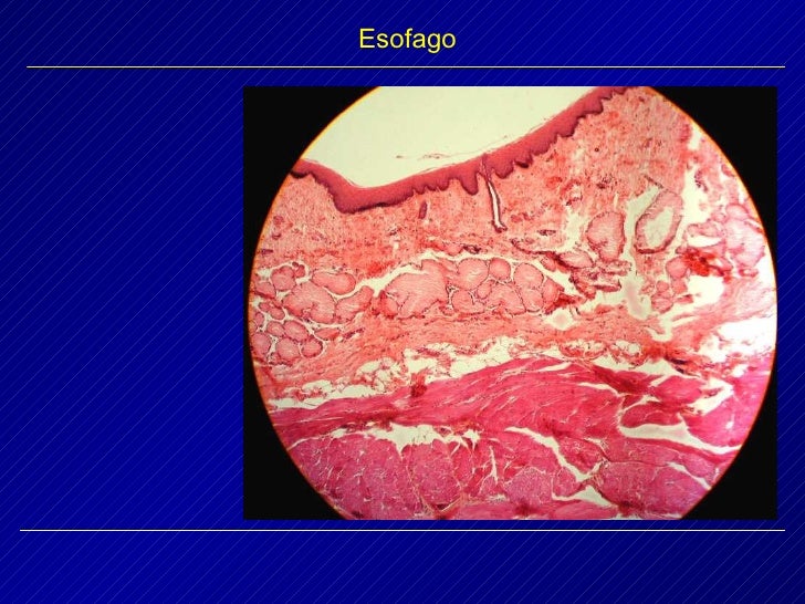 Esofago Generalità