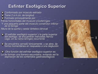 Esofago 2010 anatomia y tecnica | PPT
