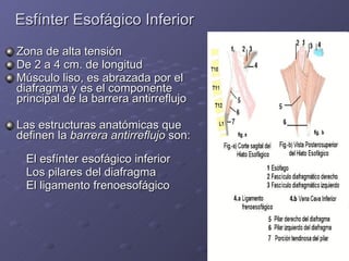 Esofago 2010 anatomia y tecnica | PPT