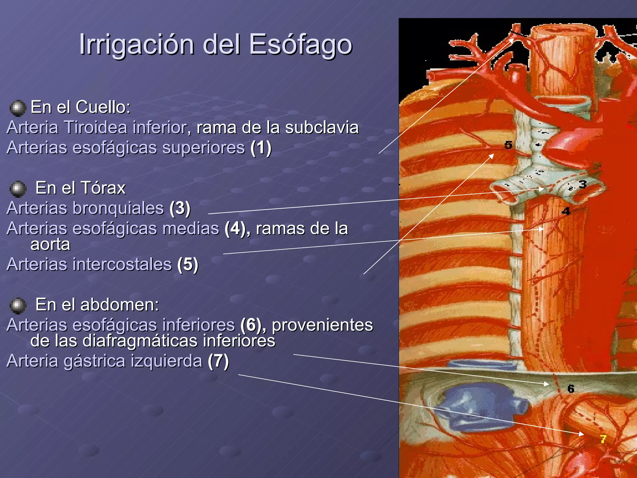 Esofago 2010 anatomia y tecnica | PPT