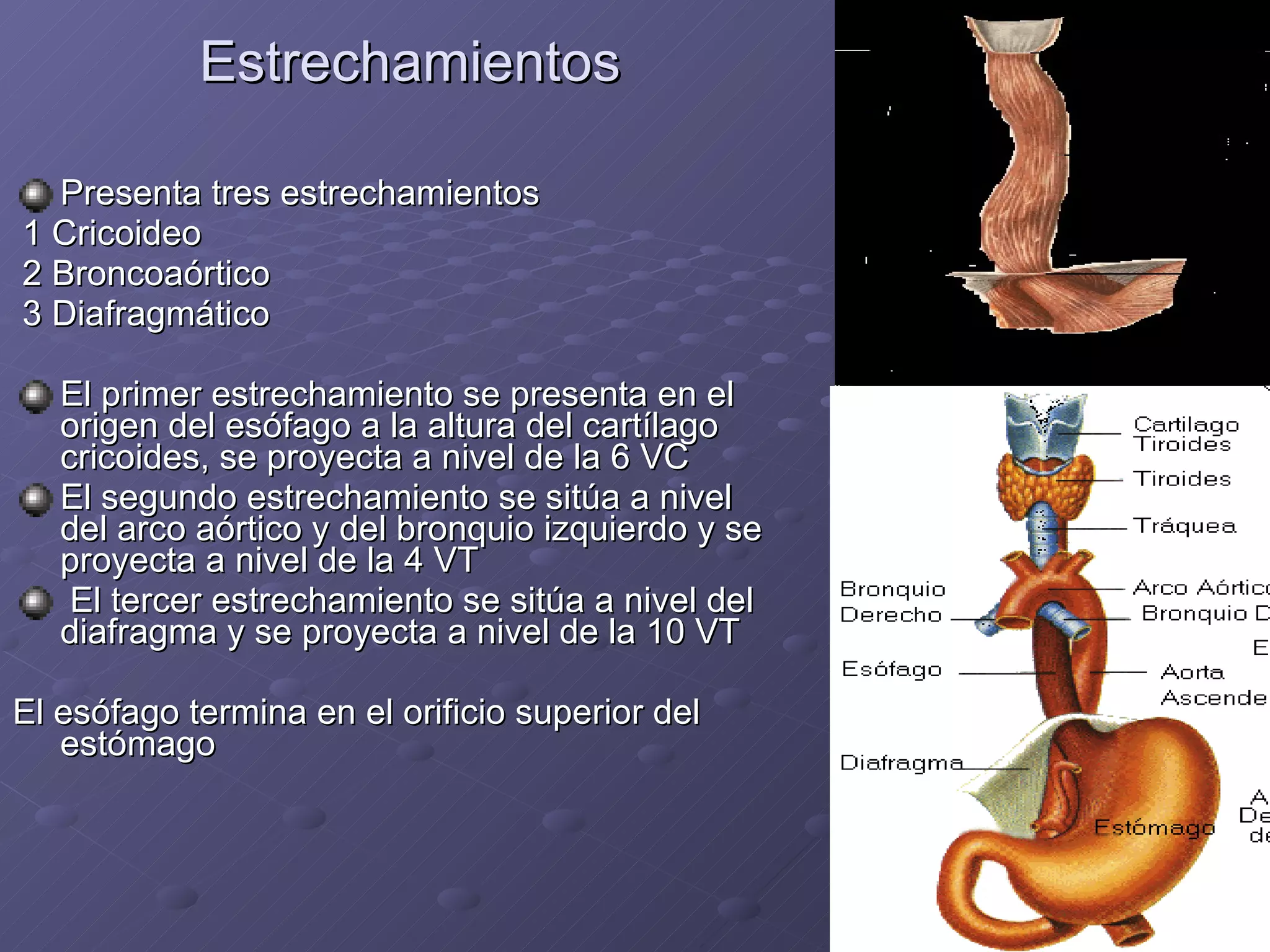 Esofago 2010 anatomia y tecnica | PPT