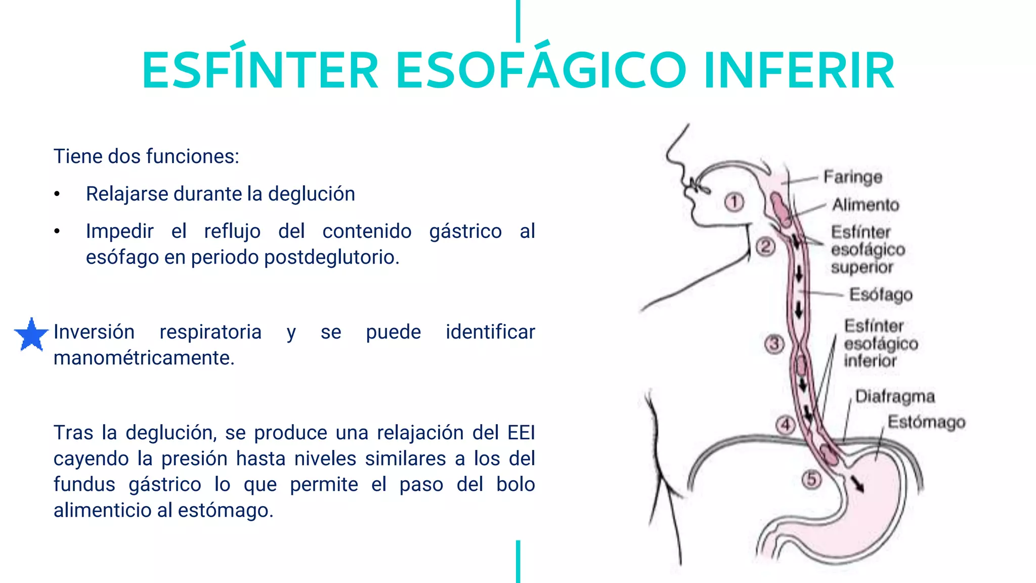 Esofago equipo 1.pptx