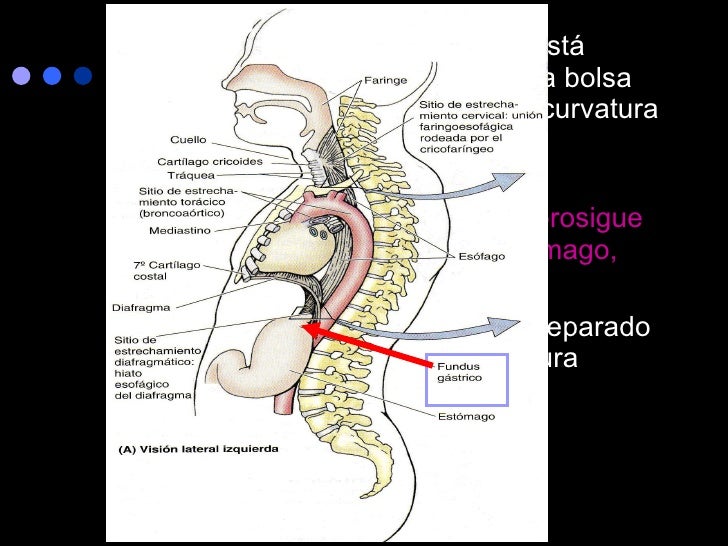 Esofago, Espasmos Esofágicos, Ecalasia.