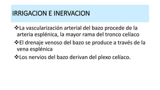 ESOFAGO, ESTOMAGO Y BAZO- Anatomía de MOORE | PPTX