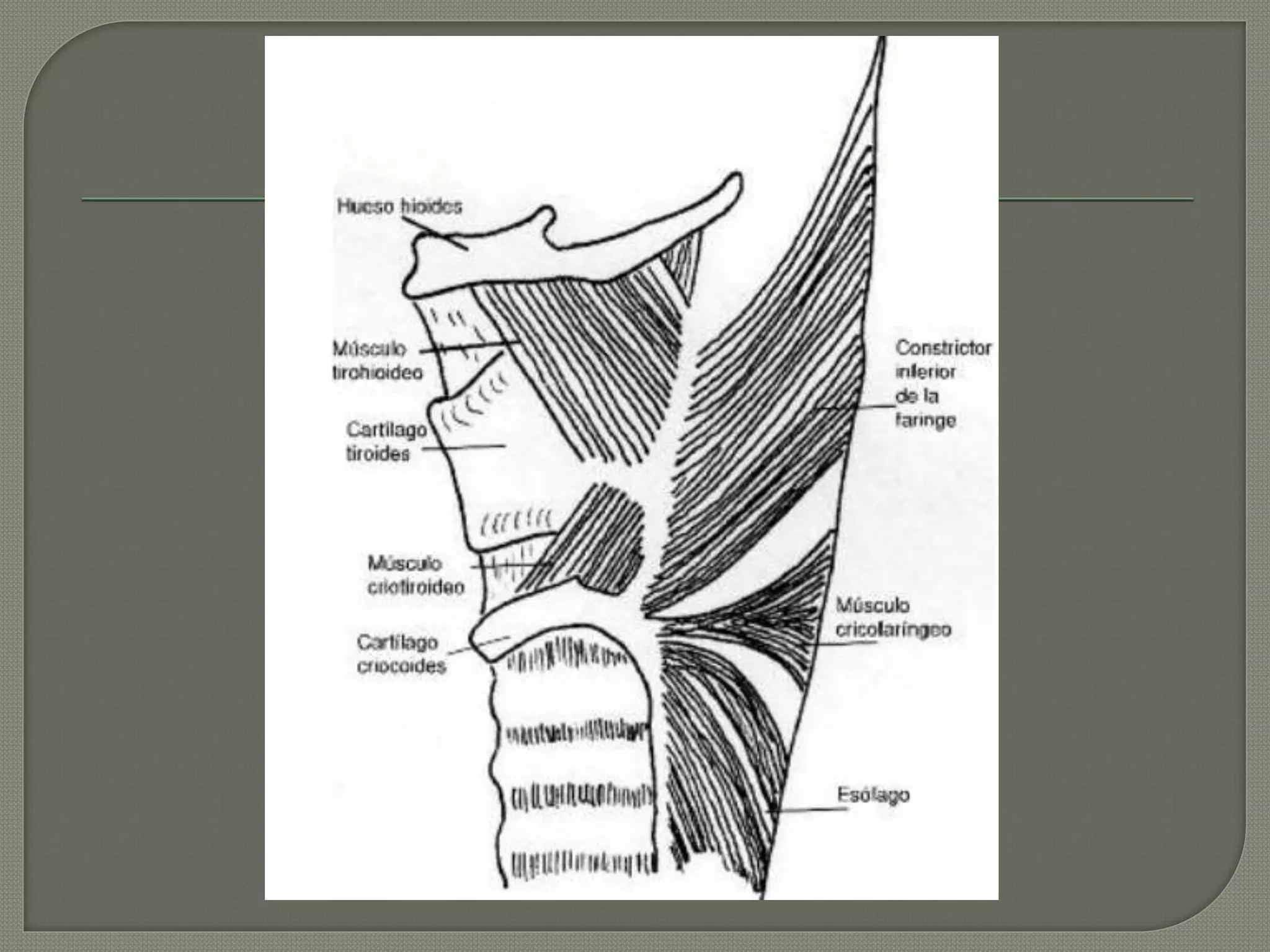 Esofagograma y Anatomía (Radiología Convencional) | PPTX