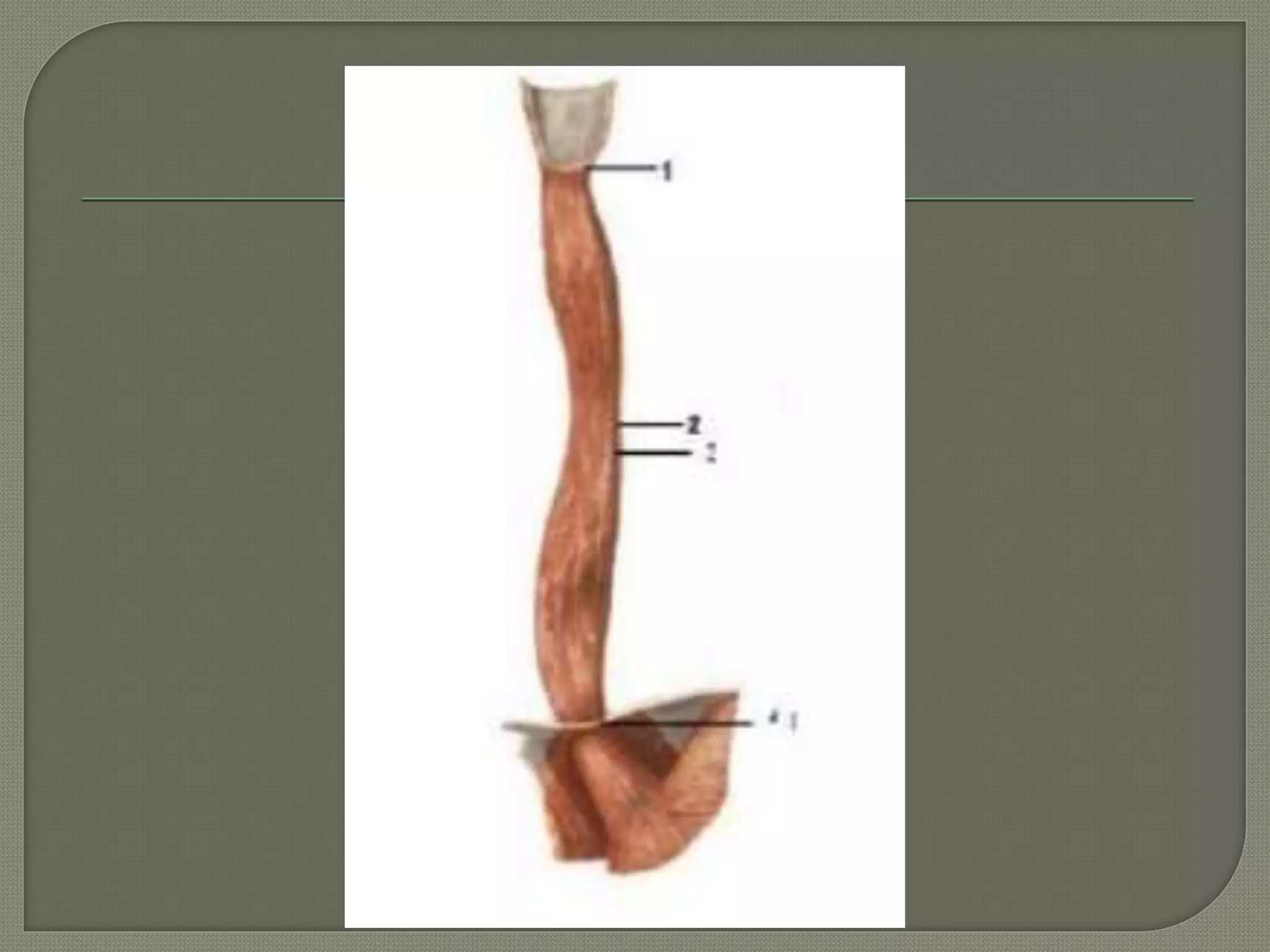 Esofagograma y Anatomía (Radiología Convencional) | PPTX