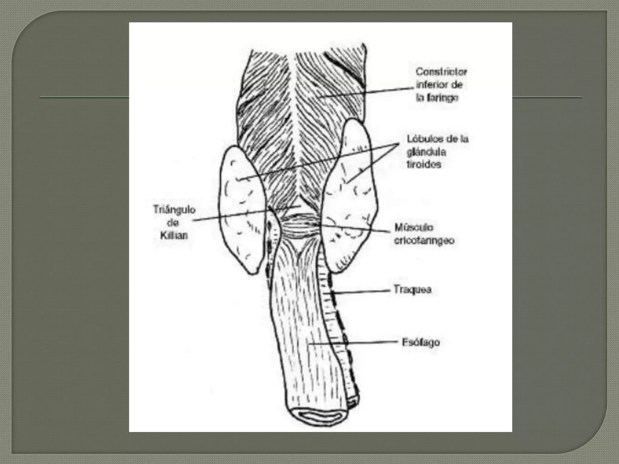 Esofagograma y Anatomía (Radiología Convencional) | PPTX