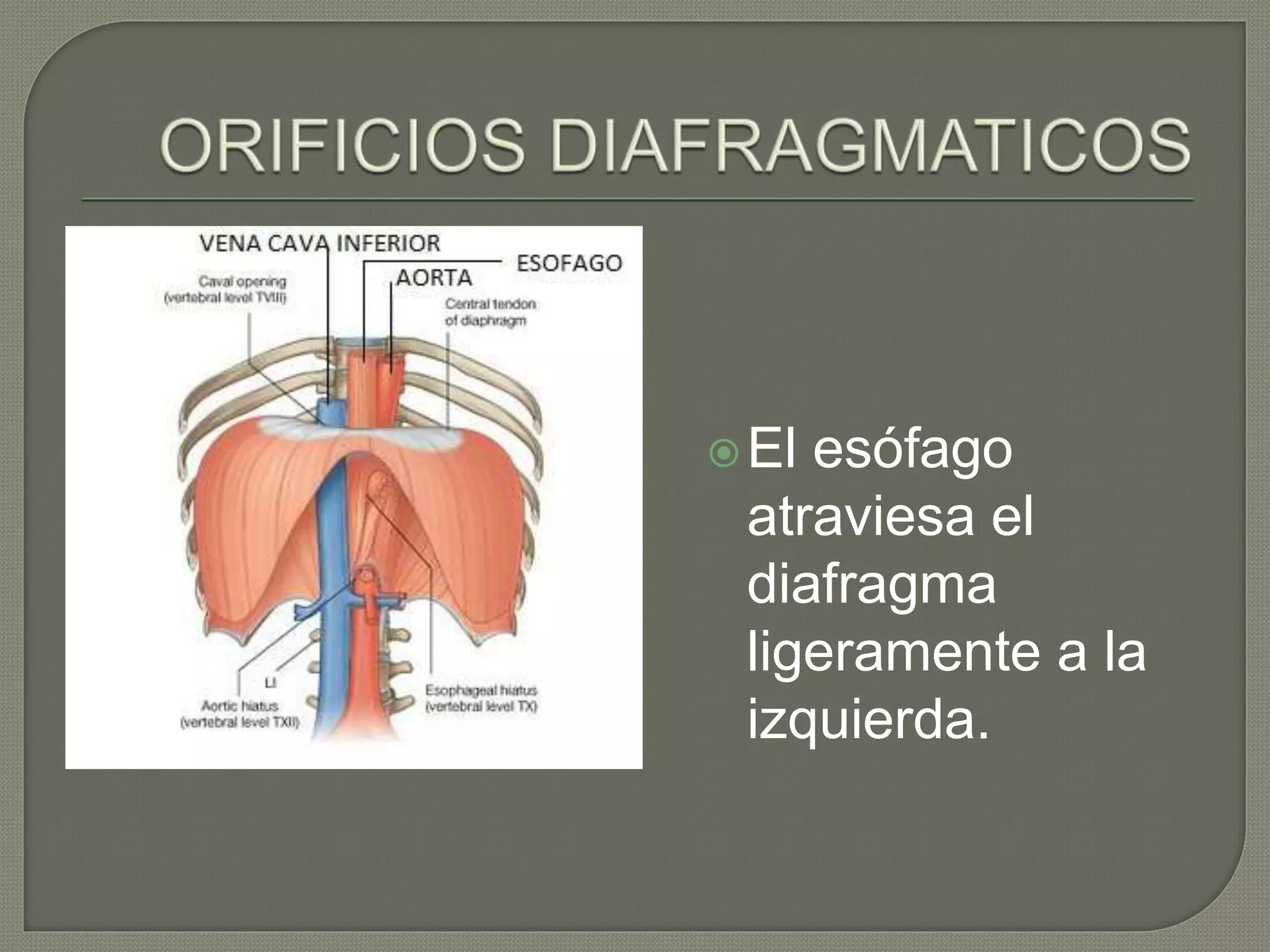 Esofagograma y Anatomía (Radiología Convencional) | PPTX
