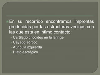 Esofagograma y Anatomía (Radiología Convencional) | PPTX
