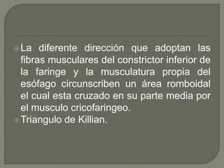 Esofagograma y Anatomía (Radiología Convencional) | PPTX