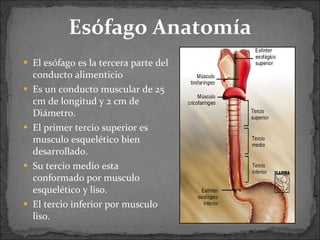 Esofagograma | PPT