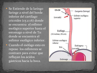Esofagograma | PPT