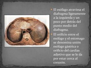 Esofagograma | PPT