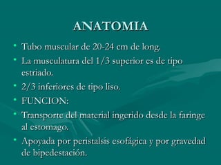 Esofago | PPT