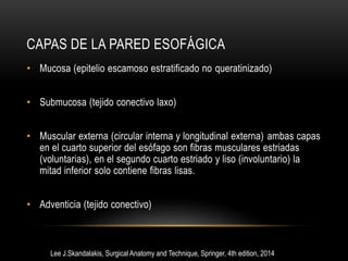 Anatomía esófago | PPTX