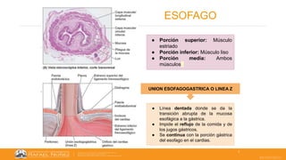 ESOFAGO PRESENTACION FINAL.pptx