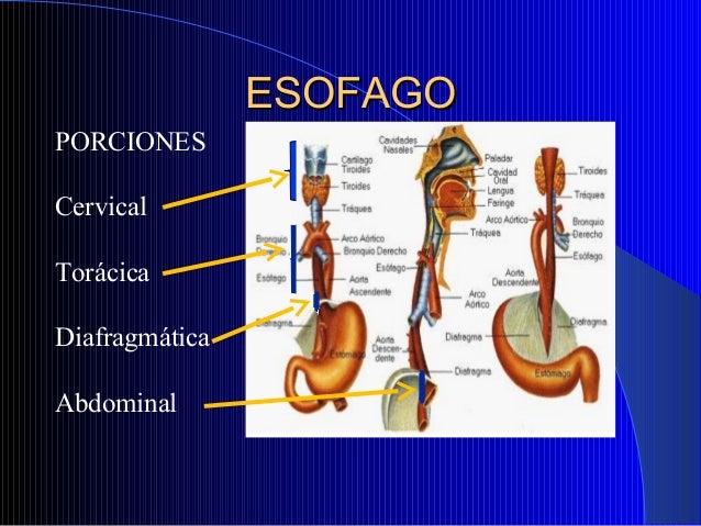 Esofago y estomago