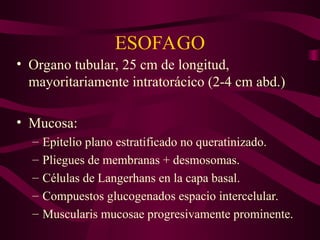Esofago y estómago.pptjdjsjjwjwiaiaiaiiaiaaijsjsjsi | PPT