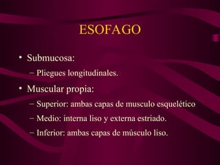 Esofago y estómago.pptjdjsjjwjwiaiaiaiiaiaaijsjsjsi | PPT