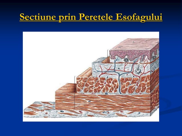 Esofagul prez veche | PPT
