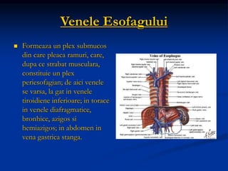 Esofagul prez veche | PPT