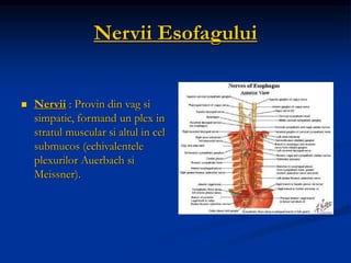 Esofagul prez veche | PPT