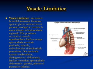 Esofagul prez veche | PPT