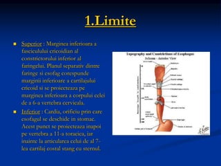 Esofagul prez veche | PPT