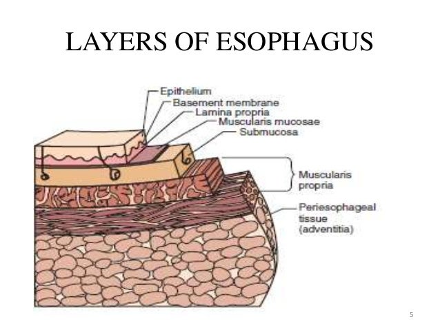 Esophageal injuries iatrogenic and others