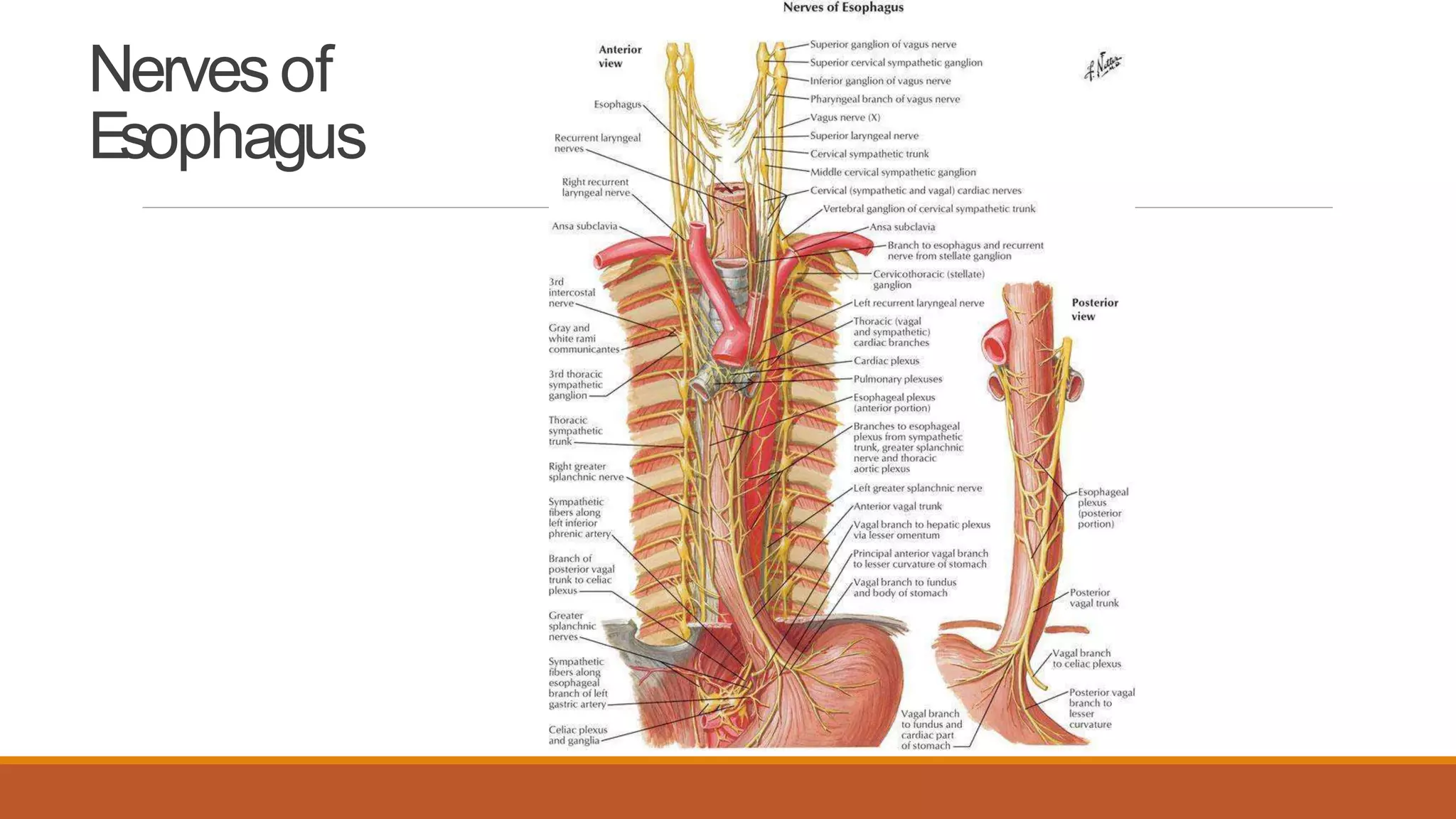 Esophageal motility disorders | PPTX