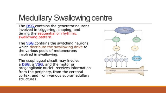 Esophageal motility disorders | PPTX | Digestive Disorders | Diseases ...