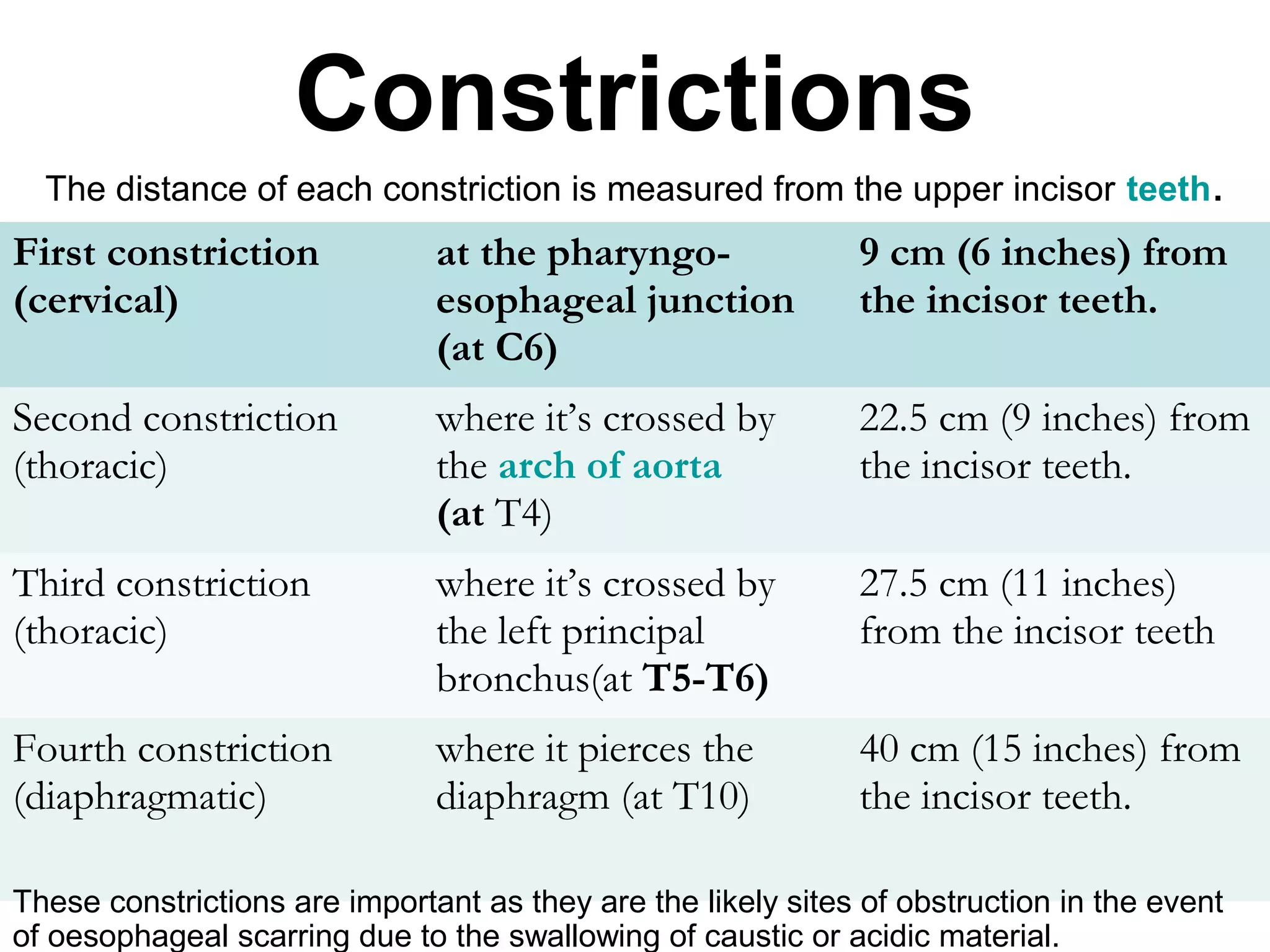 esophagus-180311122136.pdf