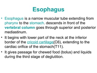 esophagus-180311122136.pdf | Digestive Disorders | Diseases and Conditions