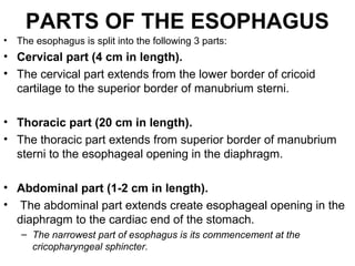 esophagus-180311122136.pdf
