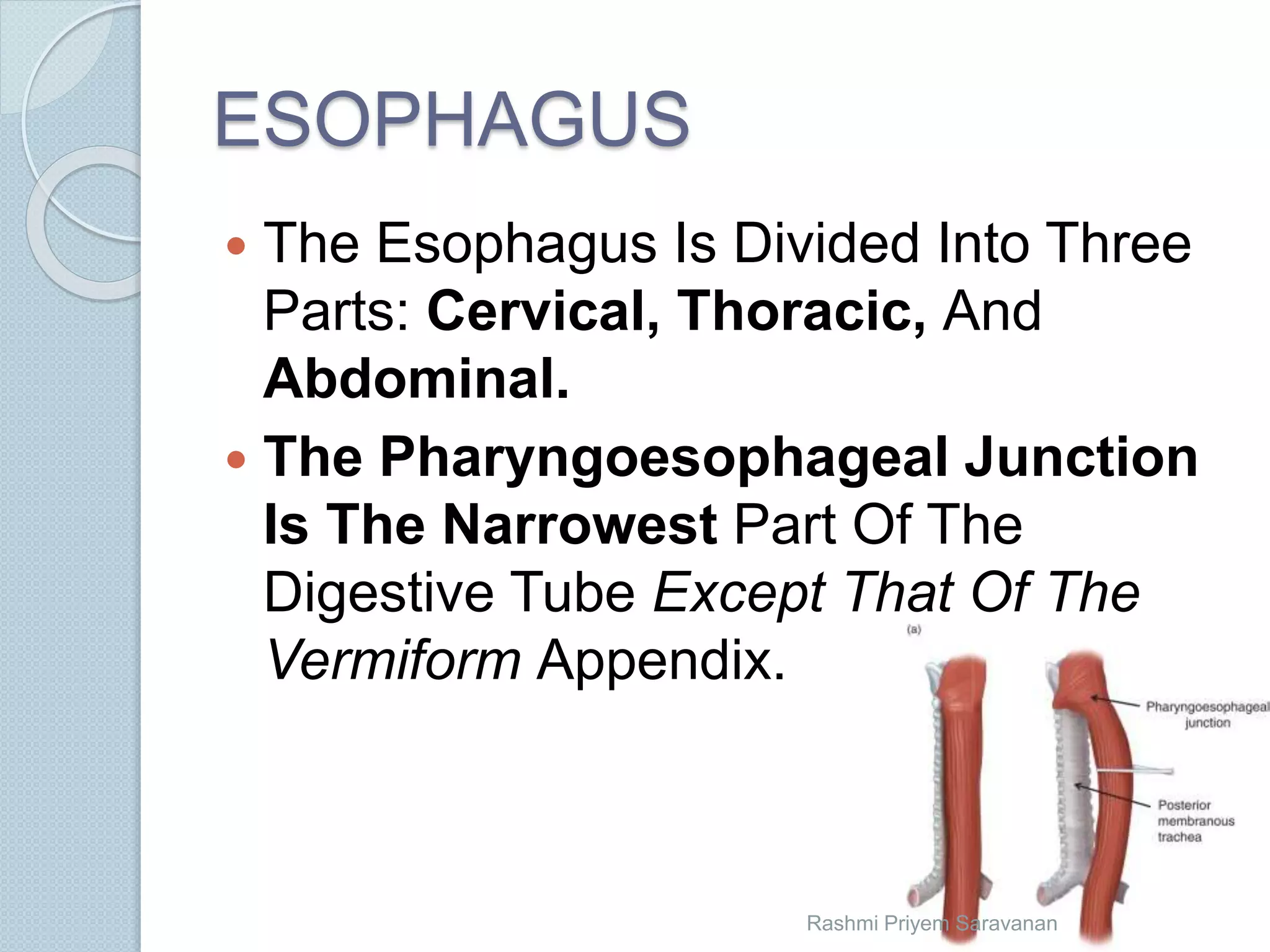 Esophagus | PPTX
