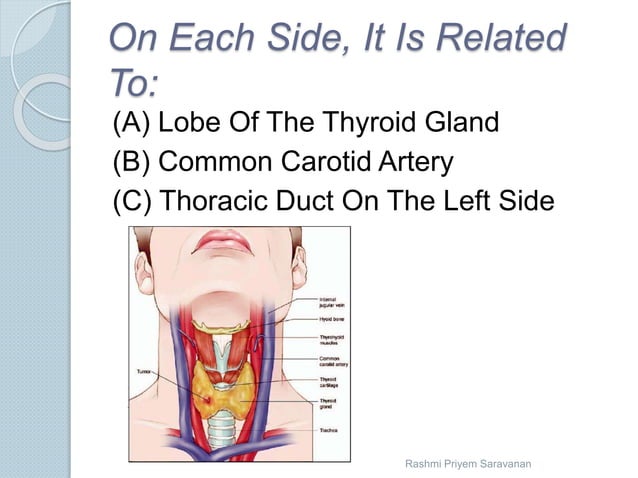 Esophagus | PPTX | Thyroid Disorders | Endocrine and Metabolic Diseases