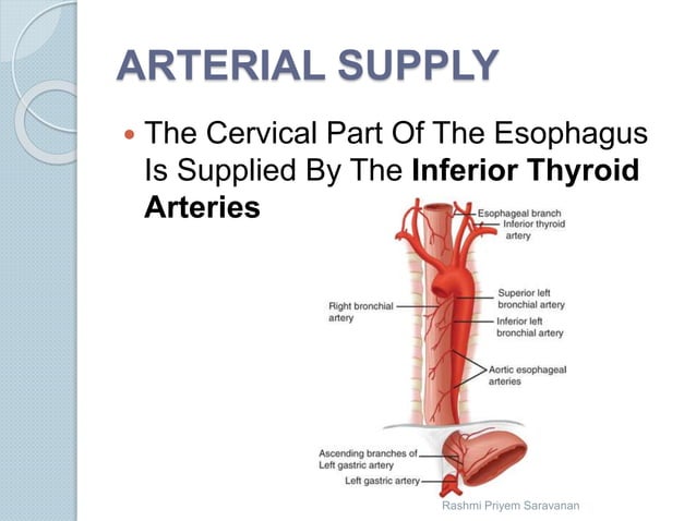 Esophagus | PPTX | Thyroid Disorders | Endocrine and Metabolic Diseases