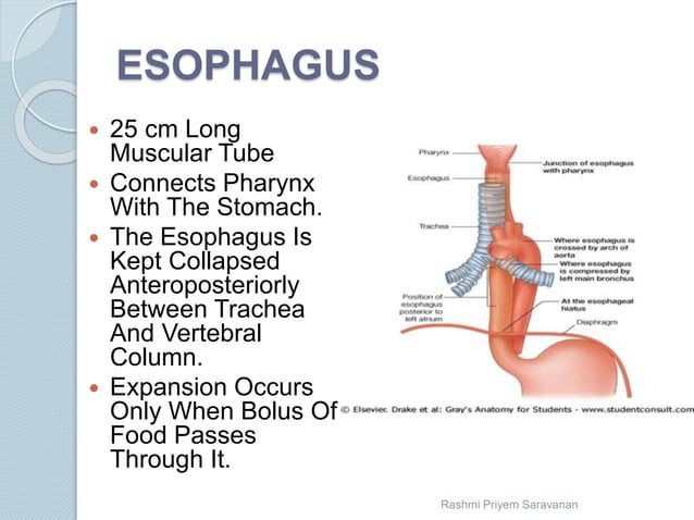 Esophagus Ppt