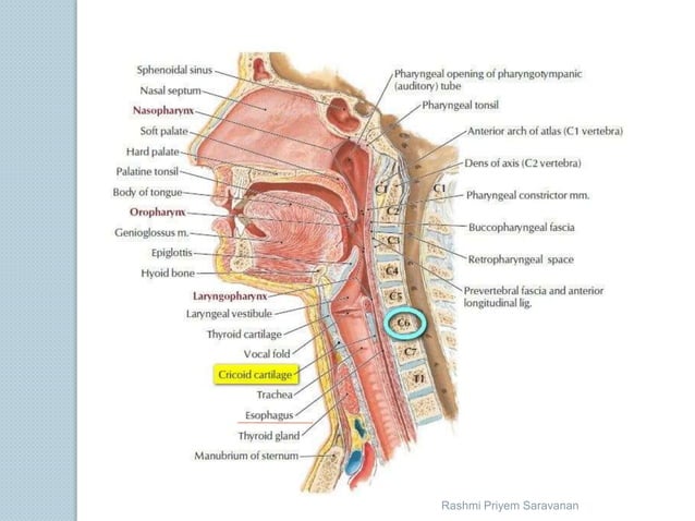 Esophagus | PPTX | Thyroid Disorders | Endocrine and Metabolic Diseases