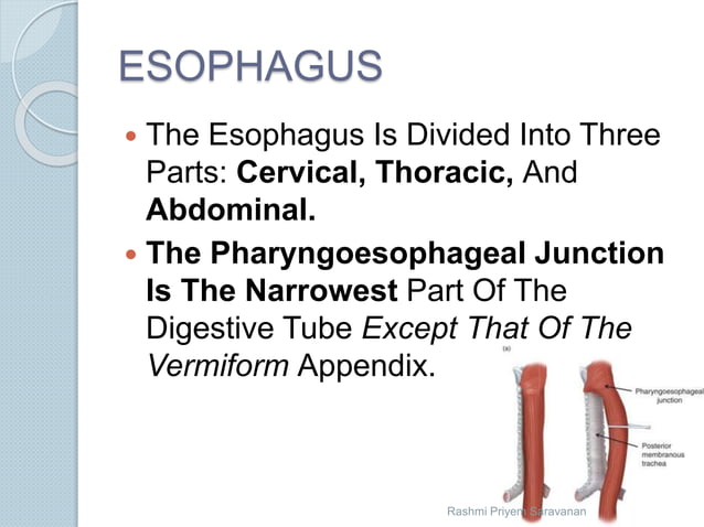 Esophagus | PPTX | Thyroid Disorders | Endocrine and Metabolic Diseases