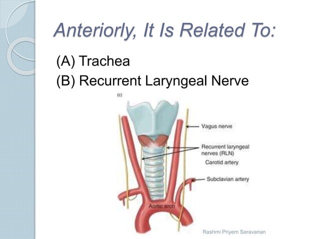 Esophagus | PPTX | Thyroid Disorders | Endocrine and Metabolic Diseases