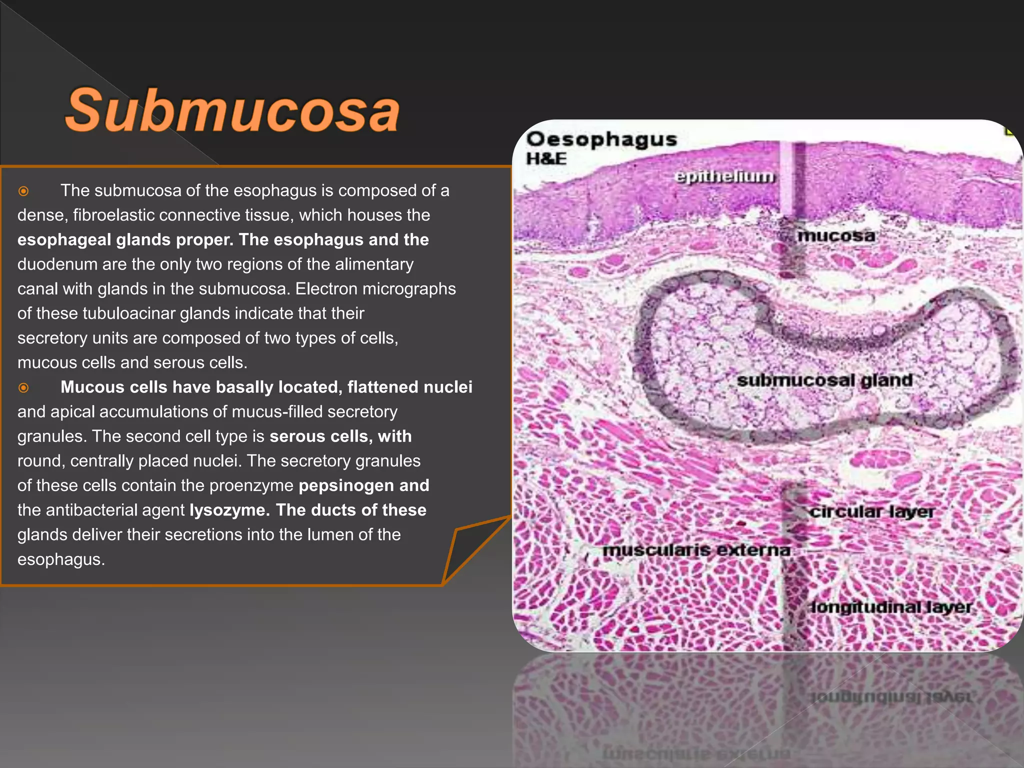 Esophagus anatomy and histology | PPTX