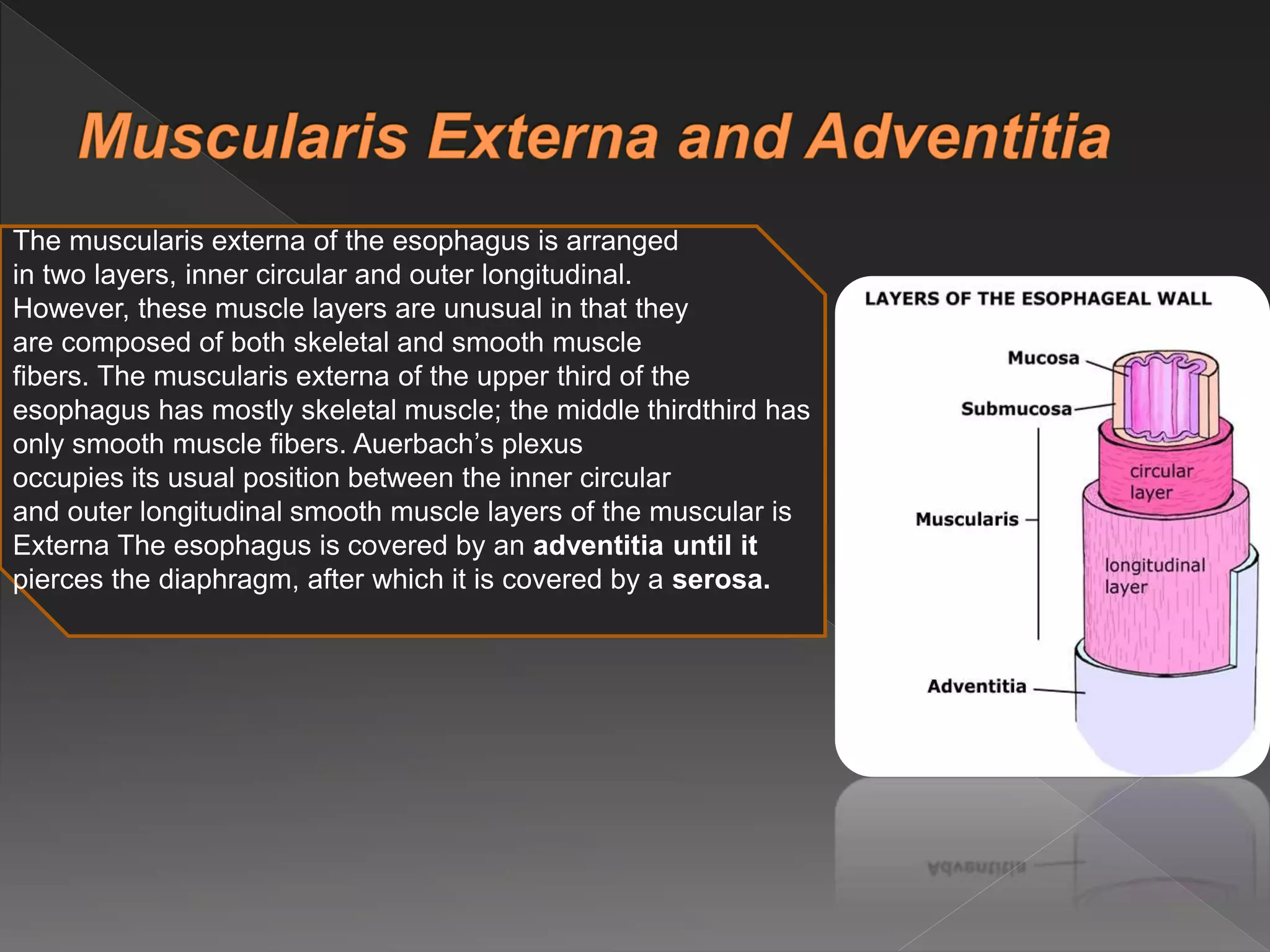 Esophagus anatomy and histology | PPTX