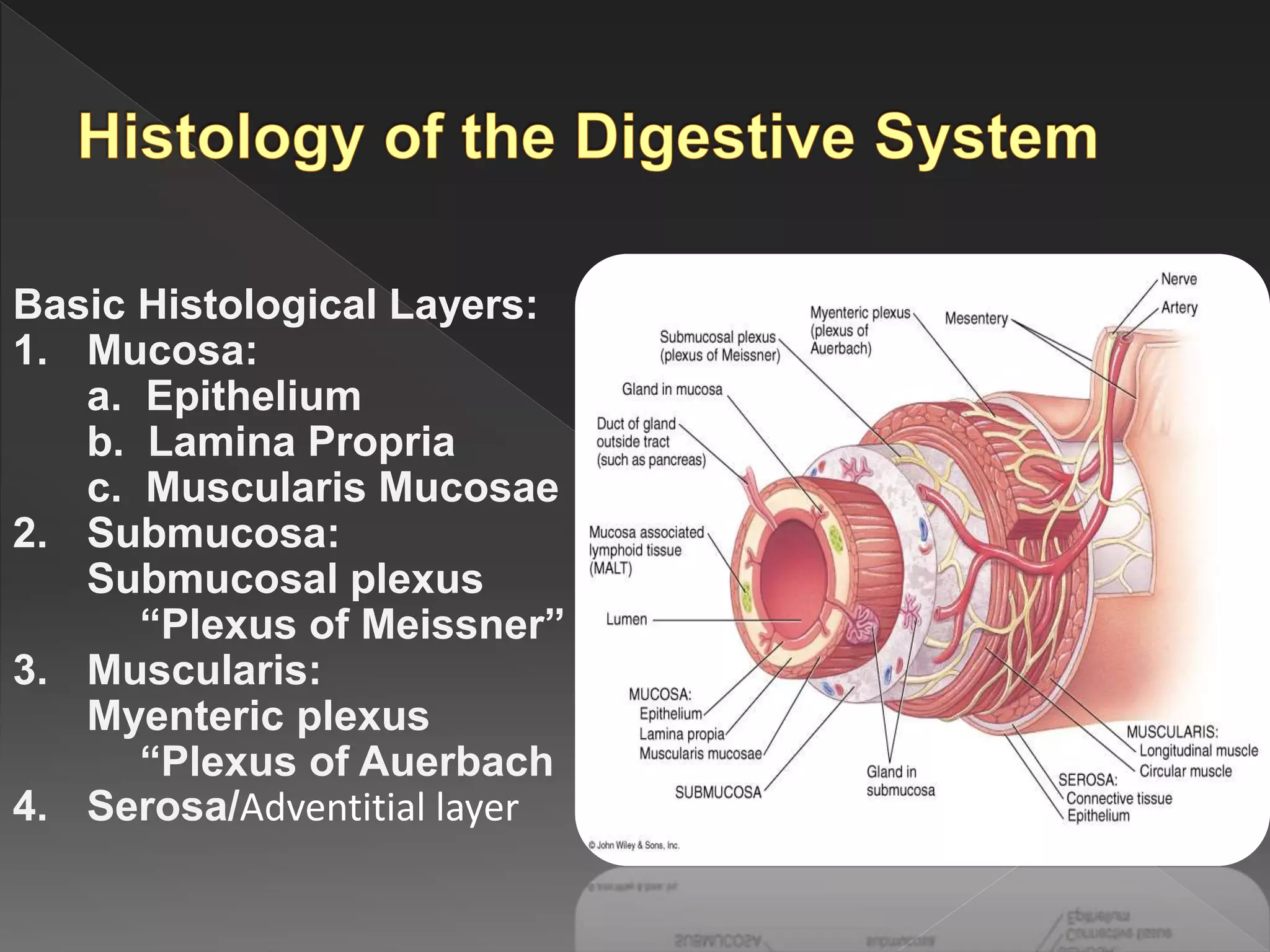 Esophagus anatomy and histology | PPTX