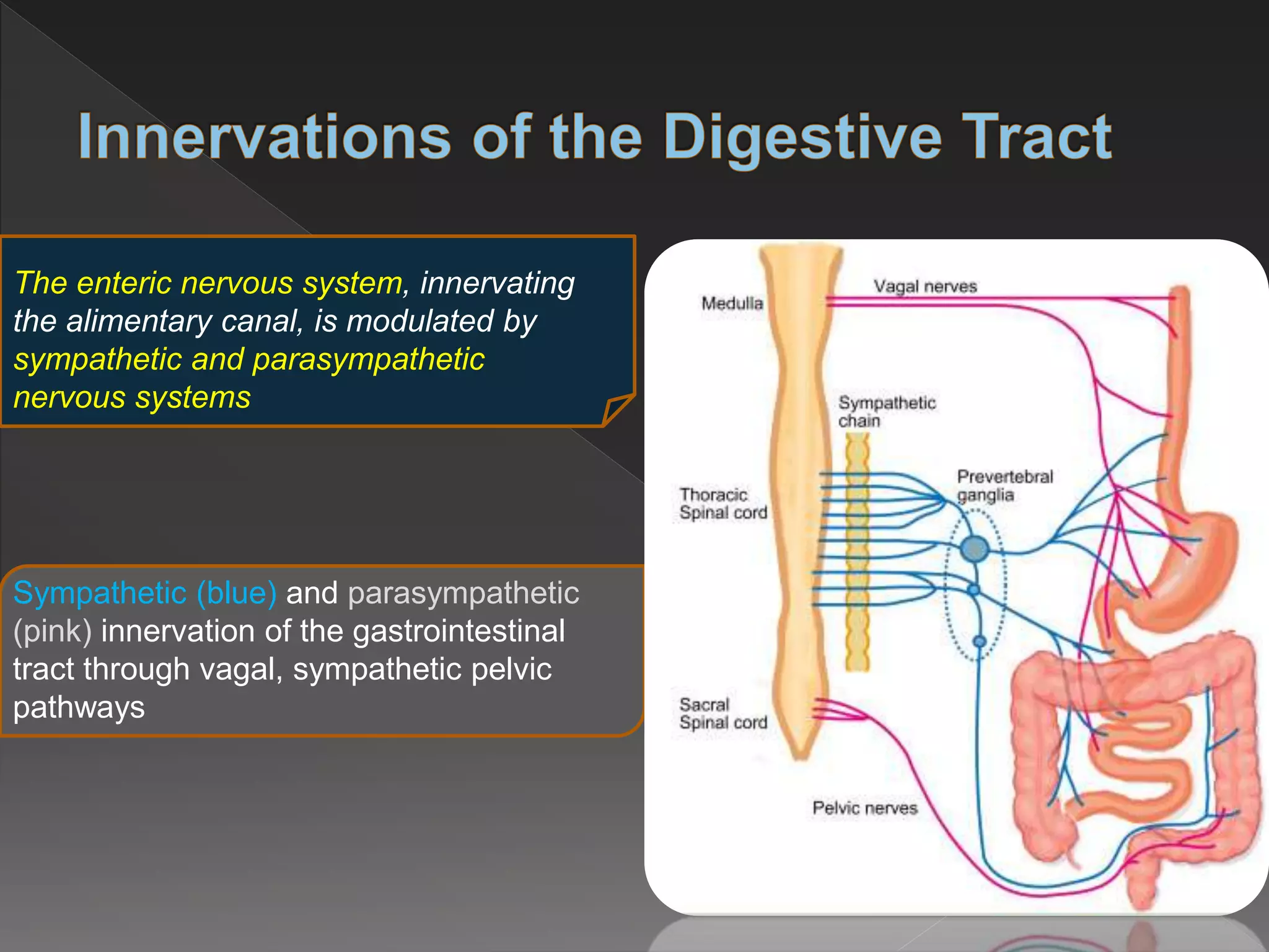Esophagus anatomy and histology | PPTX
