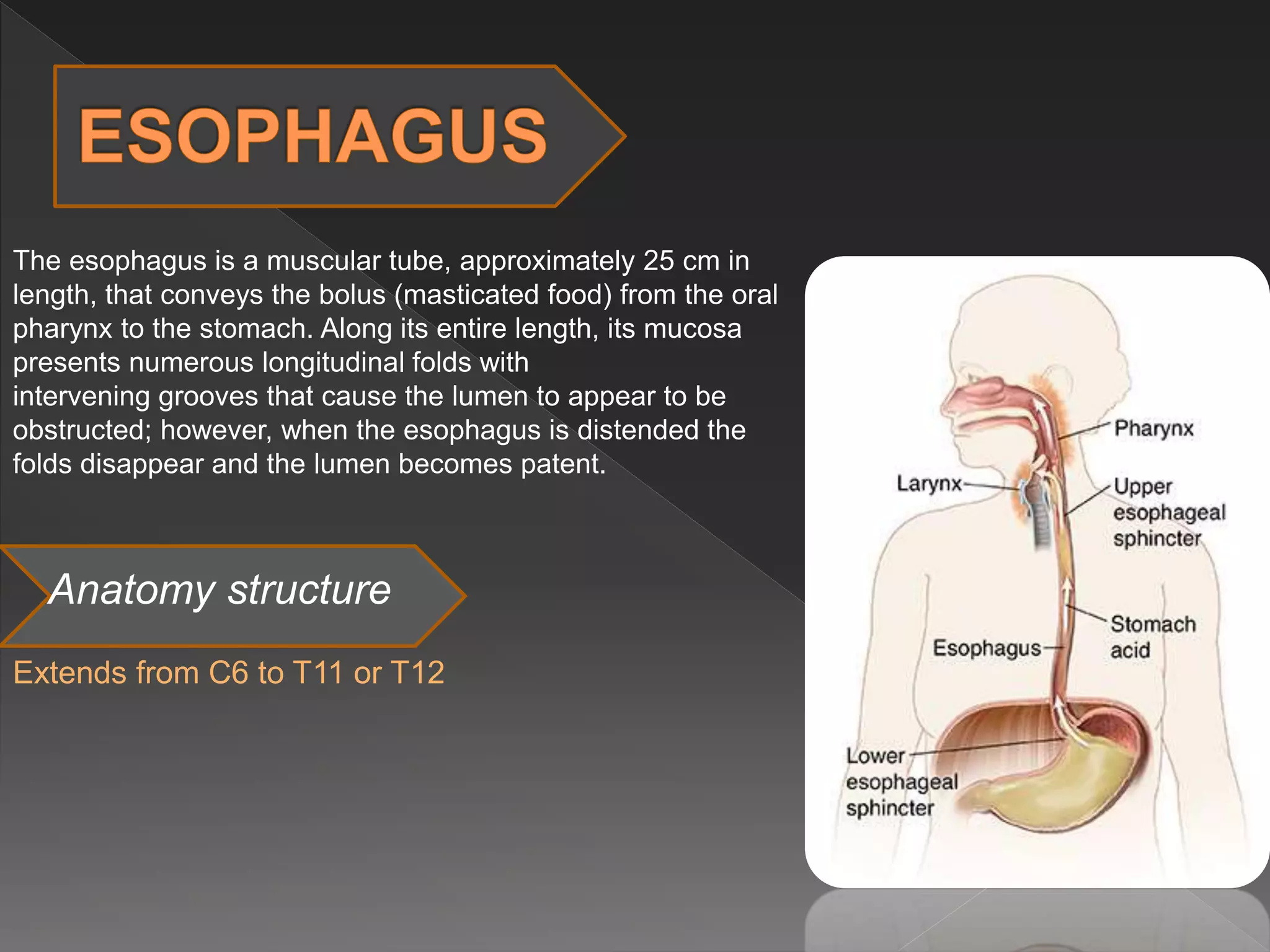 Esophagus anatomy and histology | PPTX
