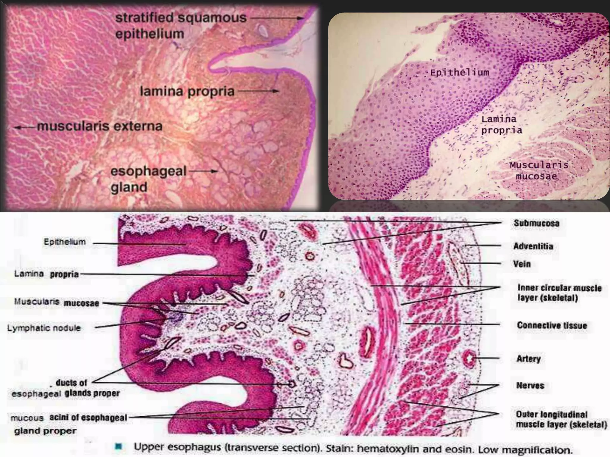 Esophagus anatomy and histology | PPTX