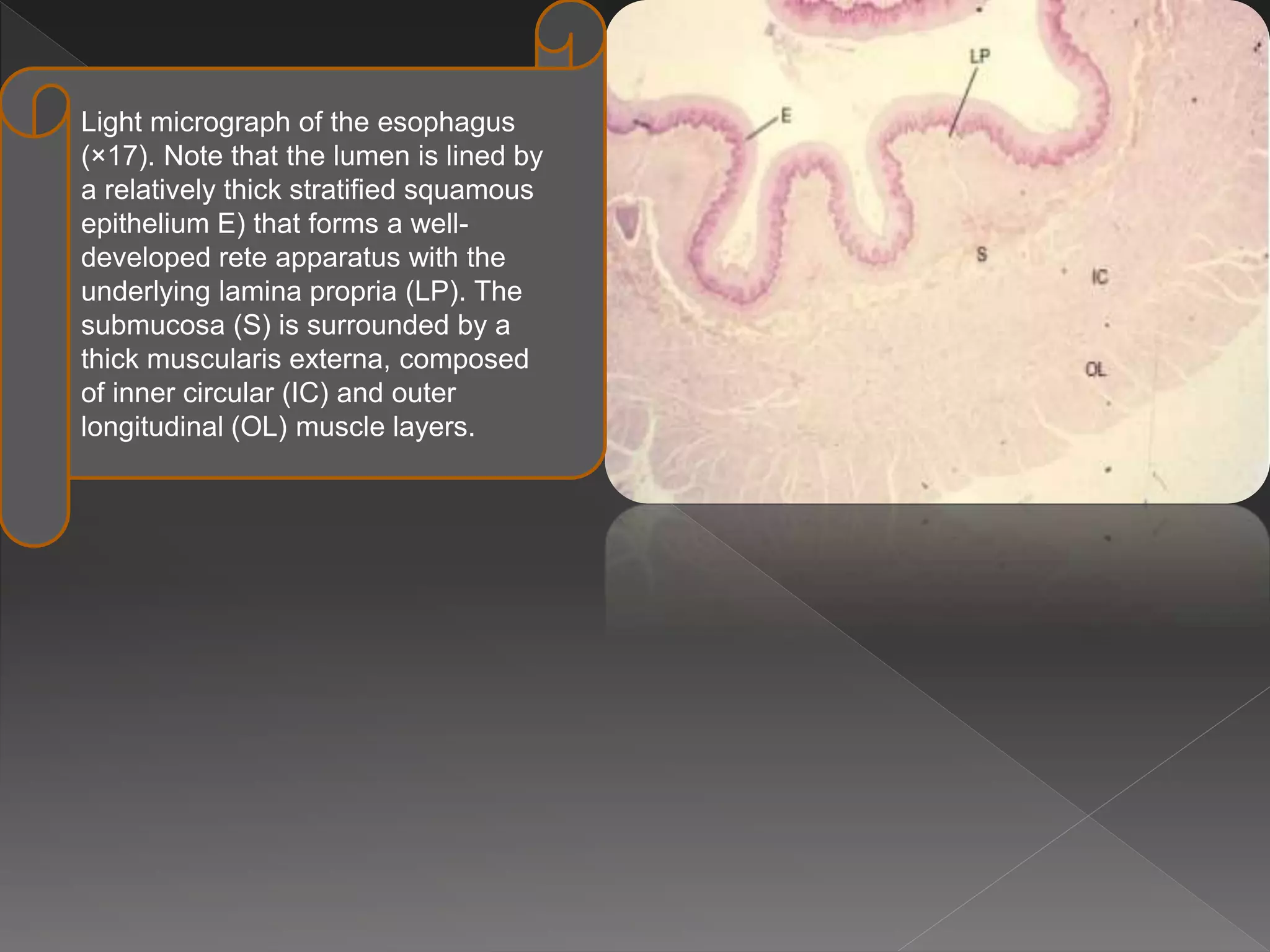 Esophagus anatomy and histology | PPTX